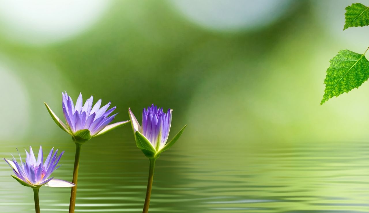 Çok Sevilen Lotus Çiçeği Özellikleri